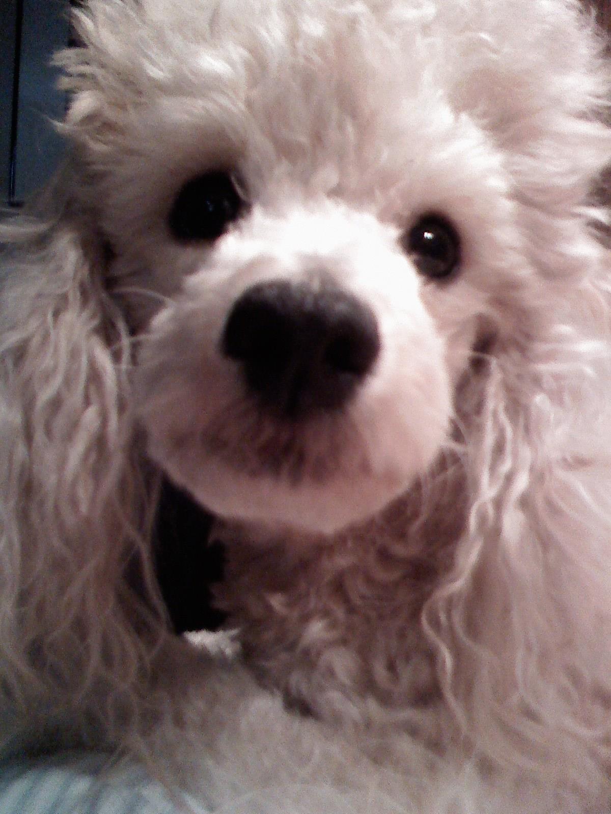 Everything Rosie’s Furry Facebook Pals